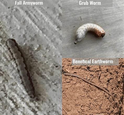 Managing Lawn Pests The Grass Outlet