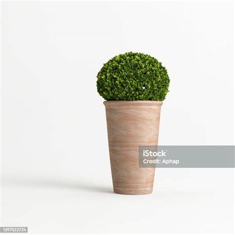 흰색 배경에 고립 된 돌 관엽 식물의 3d 그림 야외에 대한 스톡 사진 및 기타 이미지 야외 화분 관목 Istock