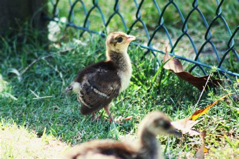 Where Do Peacocks Live