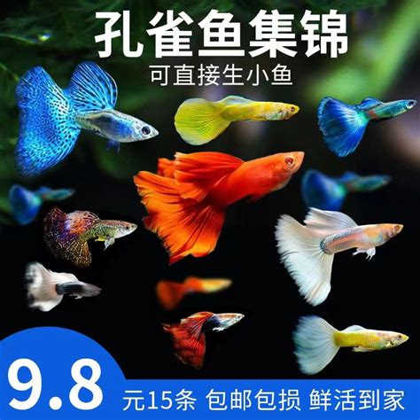 孔雀鱼纯种凤尾观赏鱼小型热带鱼活体淡冷水好养金鱼小鱼胎生鱼苗 小编推荐 WePost 全民代运 马来西亚中国淘宝代运与集运专家