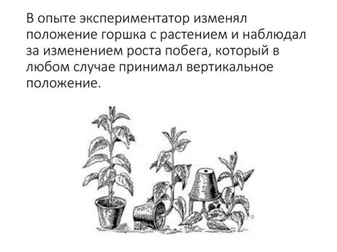 Свойства живых организмов презентация онлайн