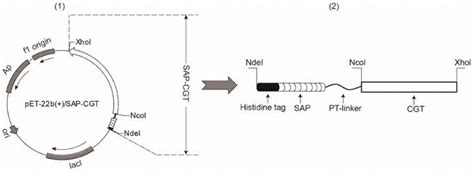 Cyclodextrin Glycosyl Transferase For Improving Substrate Specificity