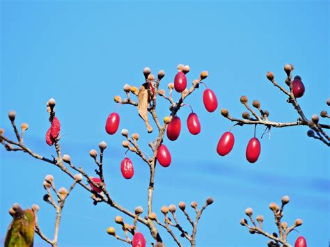 山茱萸 さんしゅゆ実 1 by 虹橋 ID11479569 写真共有サイト PHOTOHITO