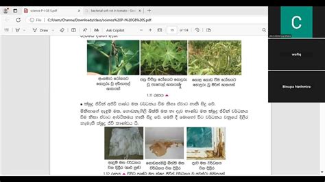 8 ශ්‍රේණිය විද්‍යාව 1 පාඩම ක්ෂුද්‍ර ජීවීන් ගේ වැදගත්කම 8 කොටස Youtube