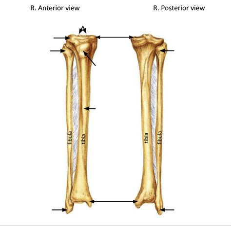 Tibia Lab Study Materials For Medical Babes Flashcards Quizlet