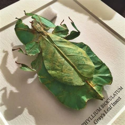 Grays Leaf Insect In Box Frame Colotis Bioculatum Insect Taxidermy