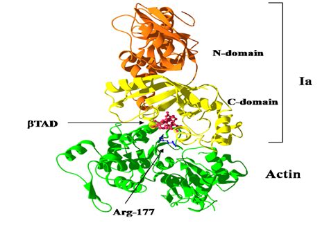 Toxins Special Issue Bacterial Protein Toxins