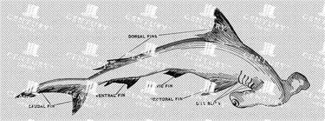 Hammerhead Shark Diagram Highlighting Anatomical Features And Fin