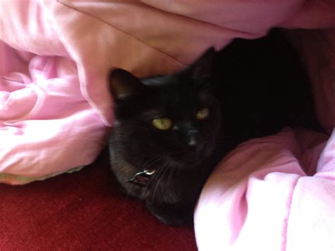 Trouble Kitty By Nightsandsonic On Deviantart