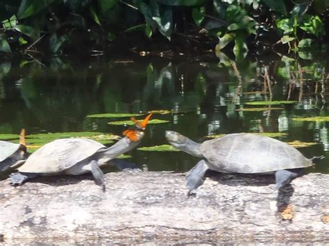 Turtles In Peru Album On Imgur