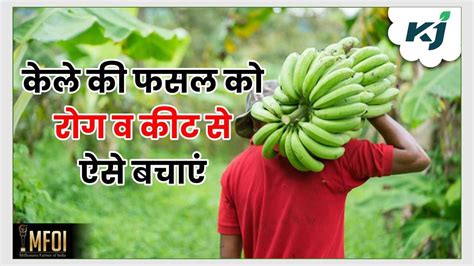 Banana Farming केले की फसल में लगने वाले प्रमुख कीट रोग पहचान और
