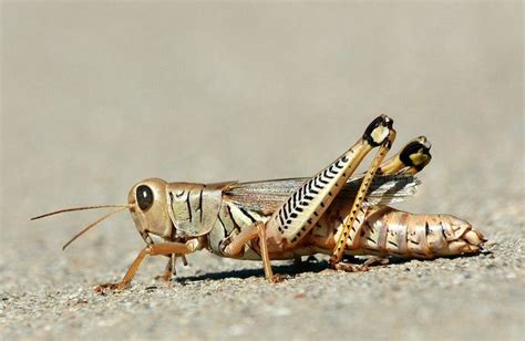 Differentail Grasshopper Grasshopper Insects Bike Trails