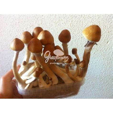 Magic Mushrooms Grow Kit Mazapatec Supra Growkit 100 Mycelium