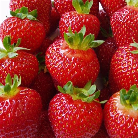 Buy Everbearer Strawberry Autumn Fruiting Strawberry Albion Pbr £