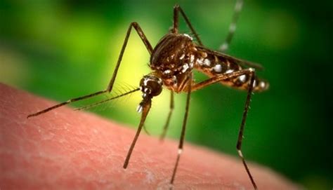 ¿cómo Evitar Que Te Piquen Los Mosquitos ¿cómo Lo Puedo Hacer