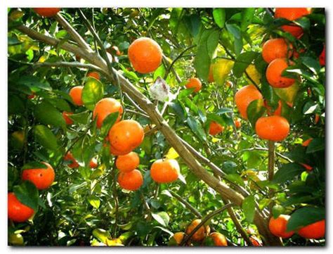福桔 福建特产水果之一 广州康辉国际旅行社