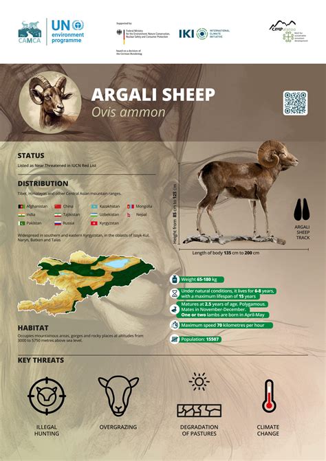 Camca Species Poster Argali English The Central Asian Mammals And