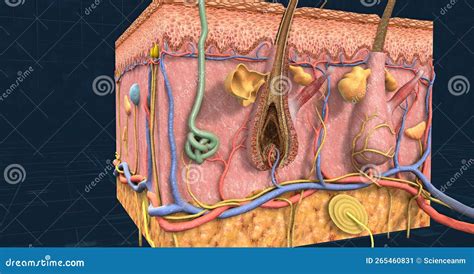 Anatomy Of The Skin Showing The Epidermis Dermis And Subcutaneous
