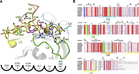 Figure 1 From Identification Of The Molecular Determinants Driving The