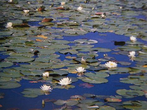 6月17日 誕生日の花花言葉歌句万葉歌 四国文藝秘誌保存版