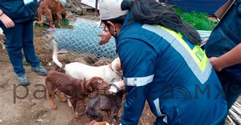 Rescatan A Más De 100 Perros Maltratados En Un Predio De Topilejo Tlalpan