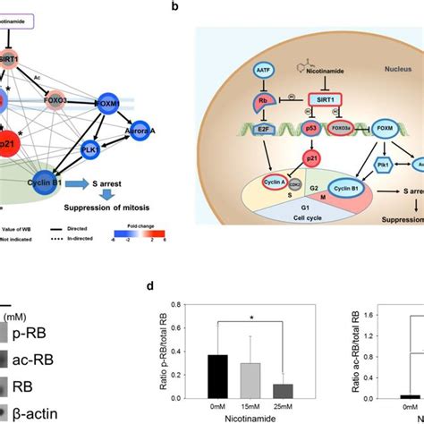 Effects Of Nicotinamide On Breast Cancer Cell Lines A Mda Mb 231
