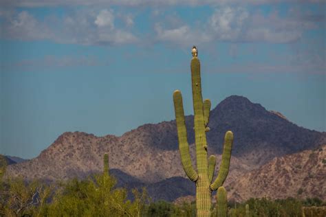 Sonoran Desert Az — Conservation Atlas