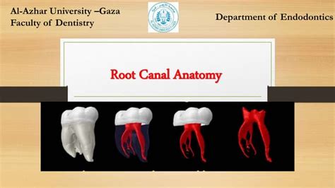 Root Canal Anatomy Ppt