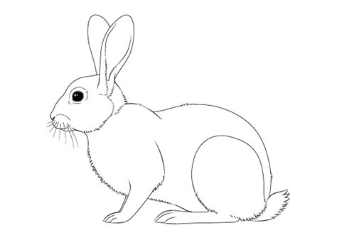 How To Draw A Rabbit Step By Step Tutorial