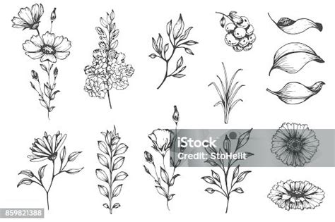 Cute Sketches Of Flowers