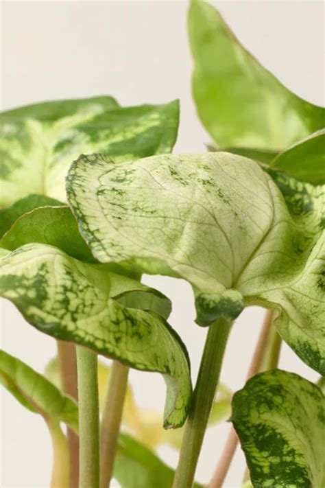 Syngonium Arrow Head Mini Compact Tropical Beauty