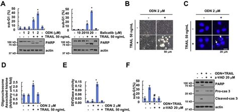 Combined Treatment With Odn And Trail Induces Apoptosis A Caki Cells