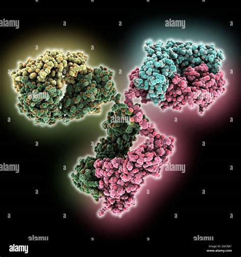 Immunoglobulin G Antibody Molecule Computer Model Of The Secondary