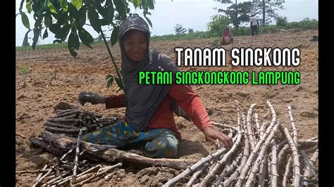 PROSES TANAM SINGKONG Petani Singkong Lampung YouTube