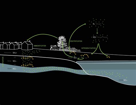 1 Cape Cod Nitrogen Pollution Cycle Offshoots Diagram Offshoots