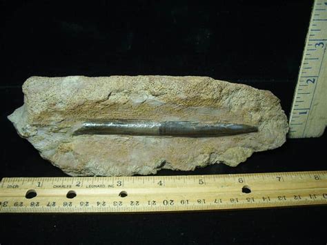Fossil Belemnite 100423m The Stones And Bones Collection