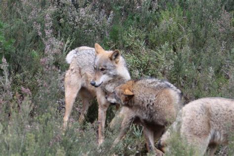 Beautiful Iberian Wolves In The Mount Playing In Herd Preparing The