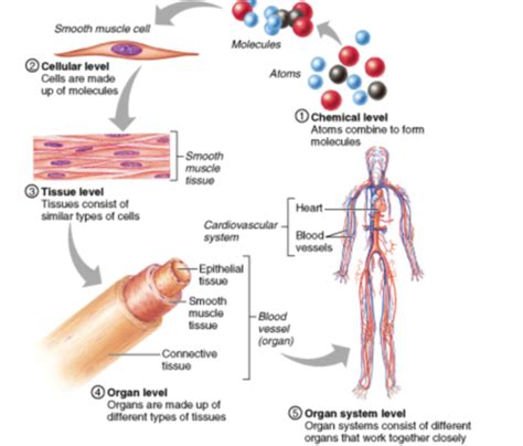 Anatomy And Physiology Lecture Exam Flashcards Quizlet