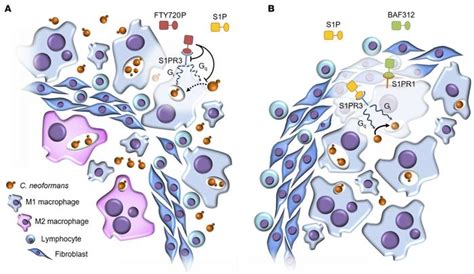 Cryptococcus Clipart