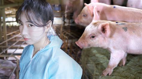 돼지농장에서 벌어진 충격적인 사건 ♥ Youtube