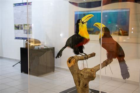 Museu de Ciências apresenta exposição sobre fauna encontrada no campus