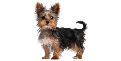 Perro Yorkshire Terrier Portal iPerú