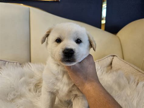 진도믹스 맹구 포메라니안키우는방법 말티즈키우는방법 말티푸키우는방법 푸들키우는방법 먼치킨키우는방법 랙돌키우는방법 브리티쉬숏헤어키우는방법 스코티쉬폴드키우는방법 러시안블루키우는