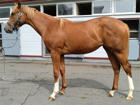 ニゴリ On Twitter ローレルクラブ募集馬 ヘイローフジ2022 牝馬 父モズアスコット 母父キングヘイロー ドンドン馬体が凄く