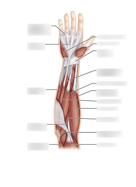 Anterior Forearm Diagram Quizlet