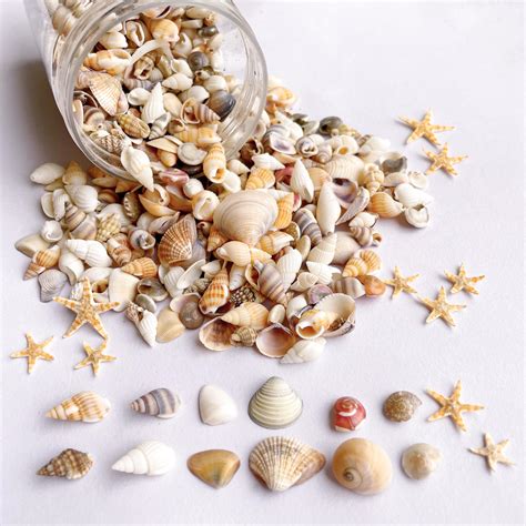 1200 Pcs Tiny Sea Shells And10 Small Starfish Mixed Ocean