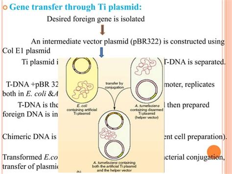 Vector Mediated Gene Transfer Methods For Transgenesis In Plants Pptx Biotech And
