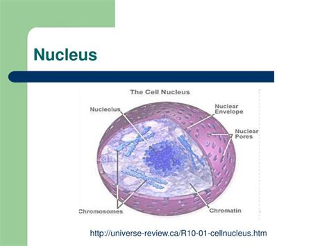Ppt Function Of Cell Organelles Powerpoint Presentation Free