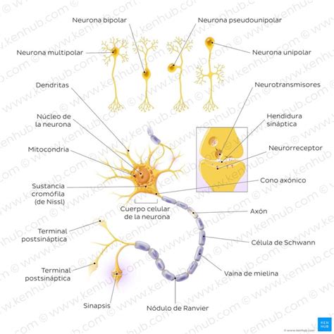 Histología Del Corazón Descubre Las Capas Que Lo Componen