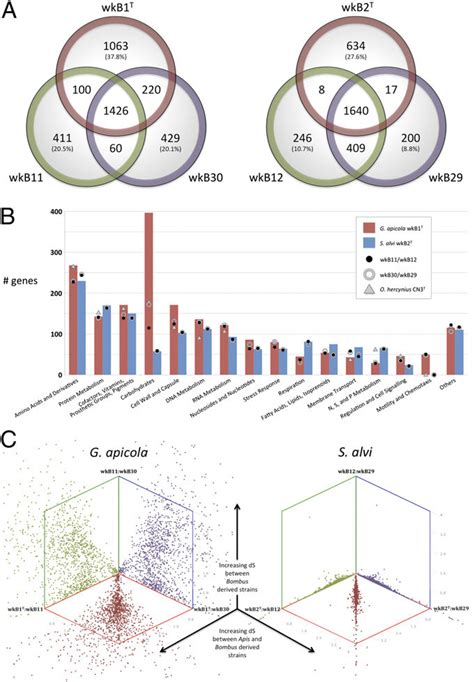 a numbers of shared orthologs and unique genes in g apicola and s